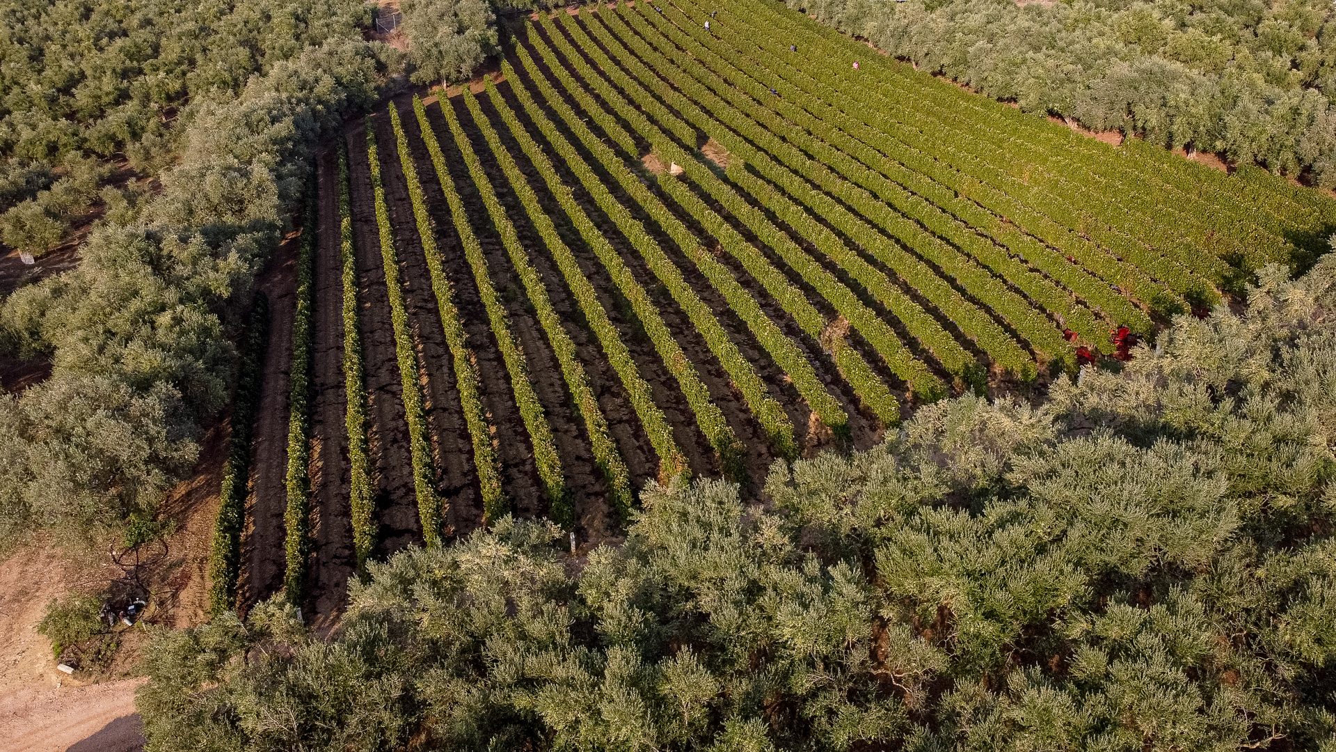 Messinia Terroirs - ΙΔΡΥΜΑ ΚΑΠΕΤΑΝ-ΒΑΣΙΛΗ και ΚΑΡΜΕΝ ΚΩΝΣΤΑΝΤΑΚΟΠΟΥΛΟΥ